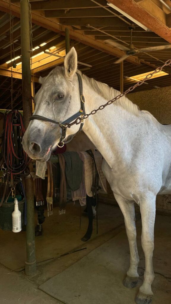 The Importance of Proper Tack Fit - North Texas Equestrian Center, Inc.